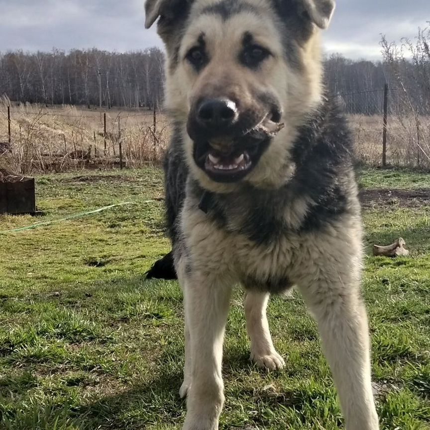 Восточноевропейская овчарка, щенок