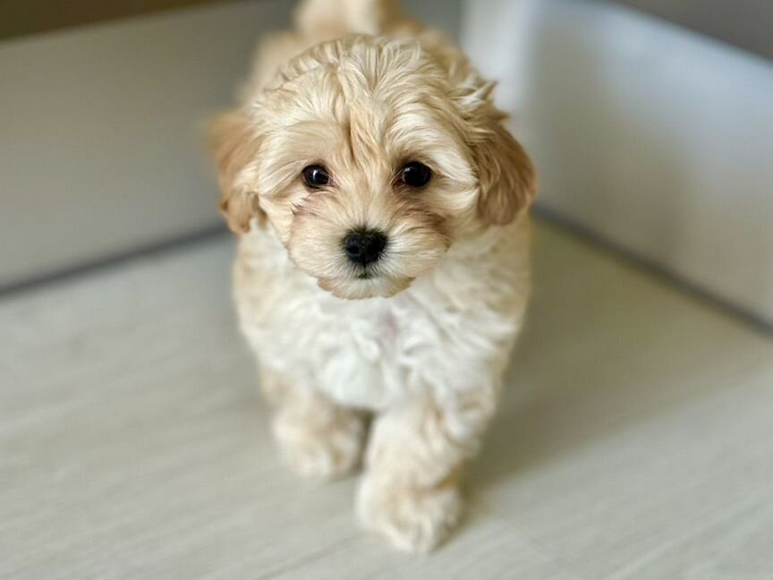 Крошка мальтипу f1