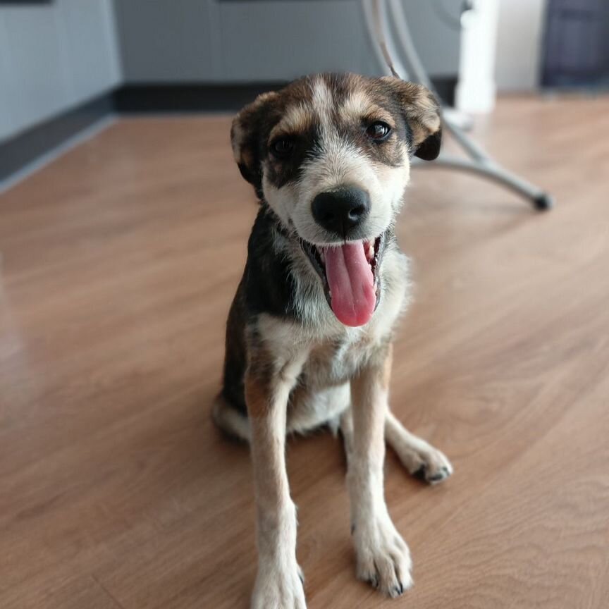 Щенок 3,5 мес, пацан в добрые руки