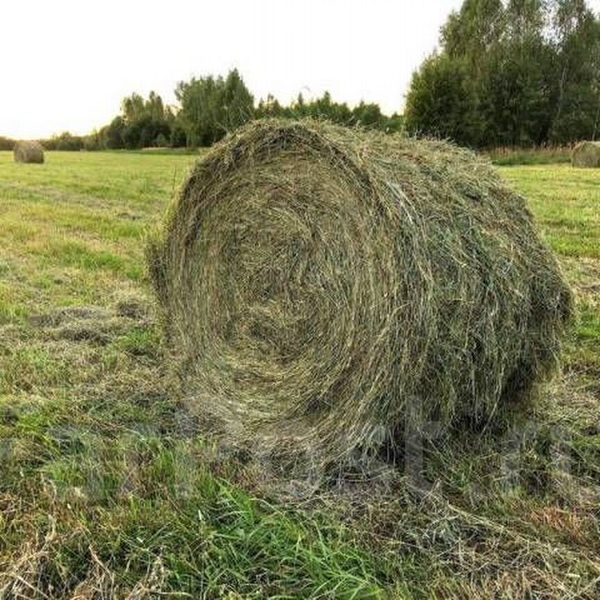 Сено степное в рулонах