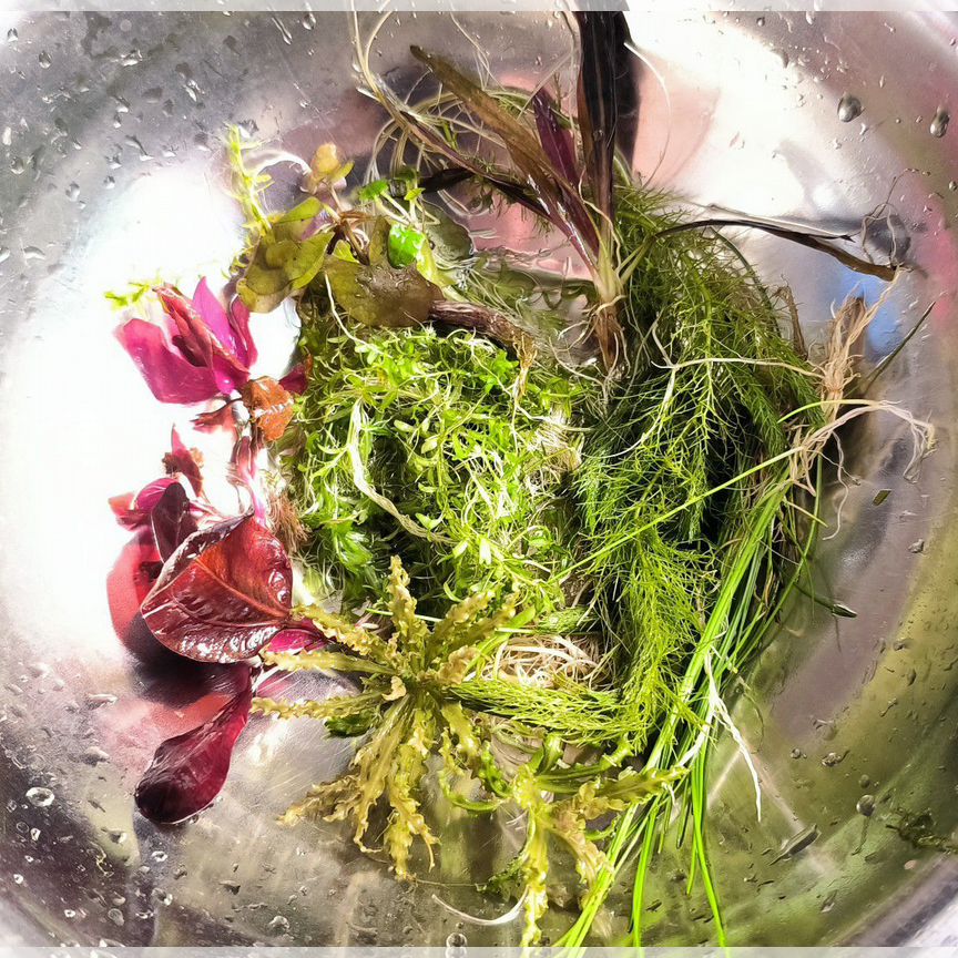 Прополка эхинодорус, погостемон, нимфея