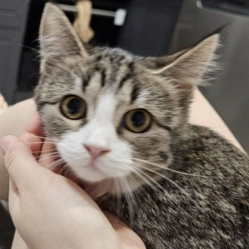 Котенок 4-5 мес девочка