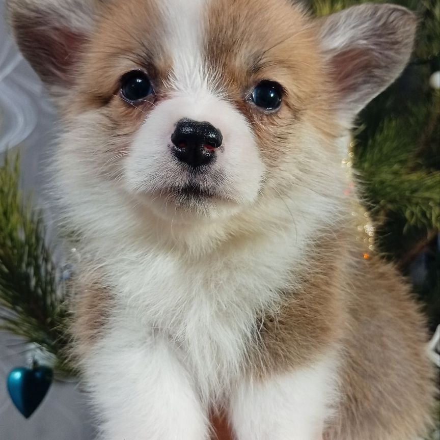 Вельш Корги Пемброк, щенок