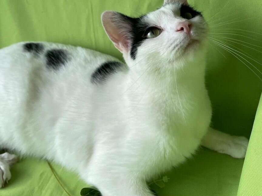 Котик добряк ищет дом