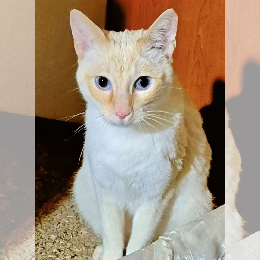 Взрослый кот в добрые руки