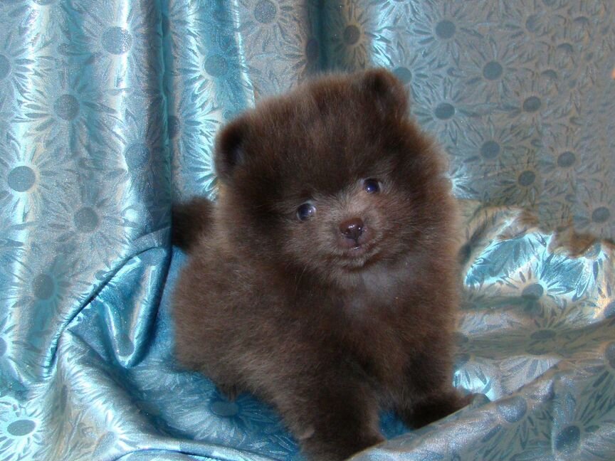 Шпиц мальчик померанчик