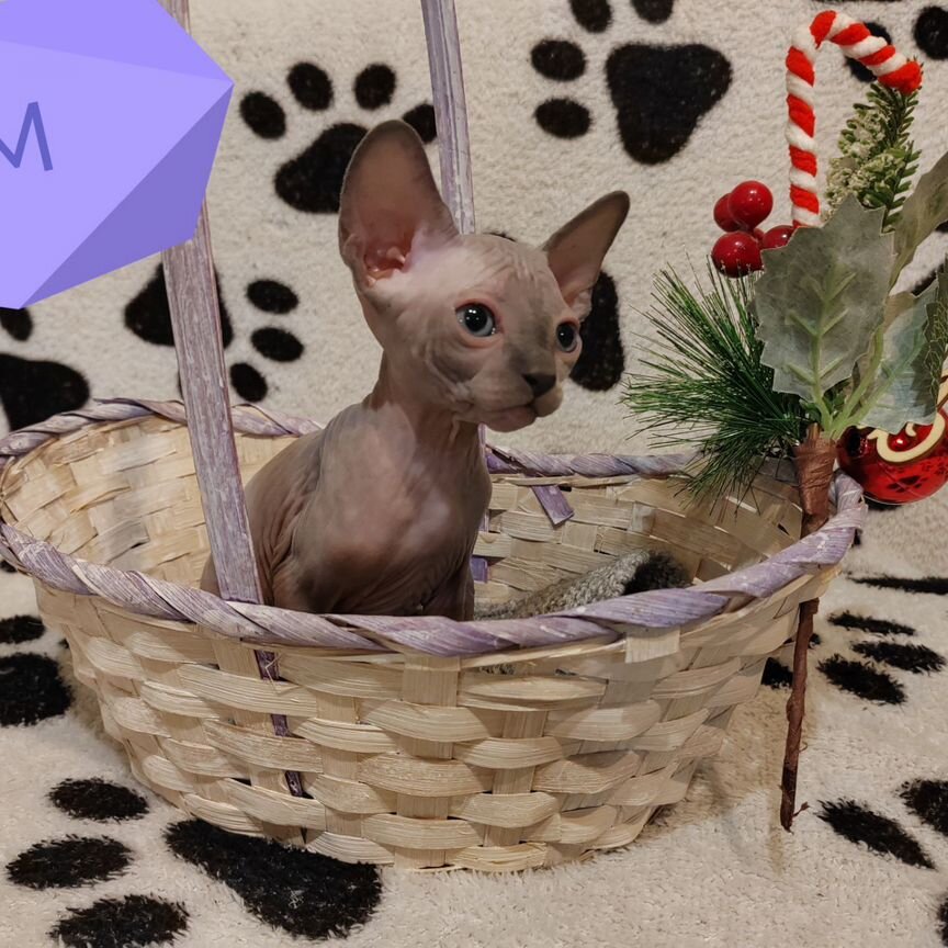 Котопёсики