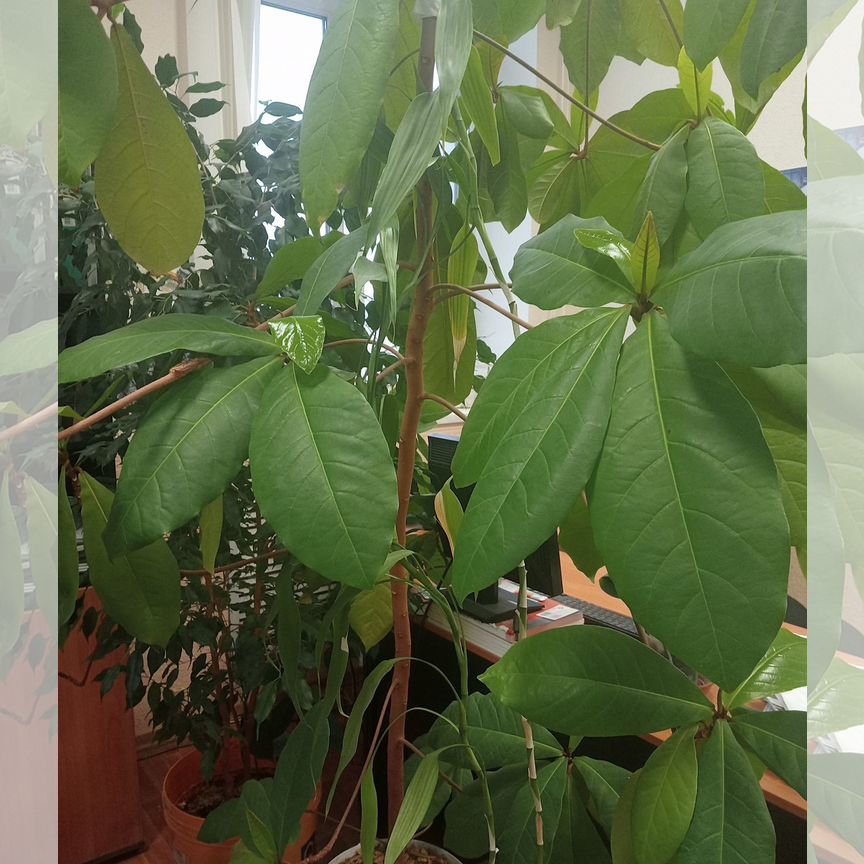 Листья Индийского миндаля/Кетапанг