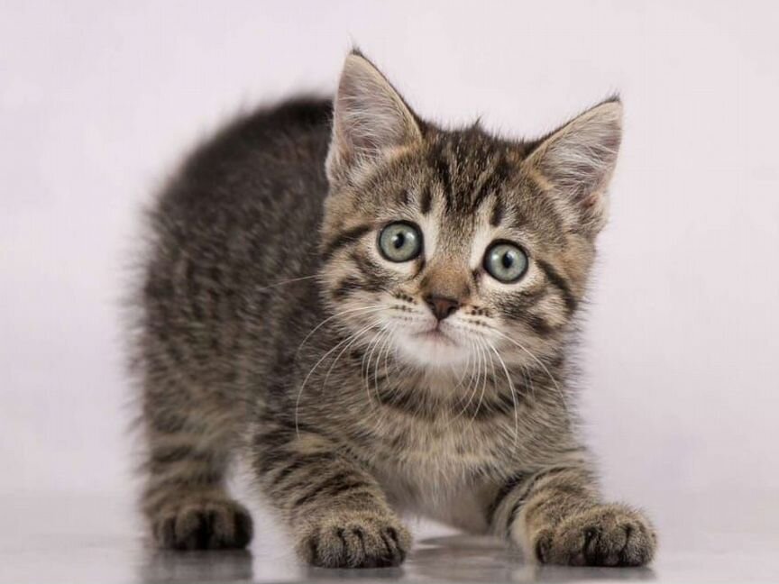 Серый полосатый котенок Пончик в добрые руки