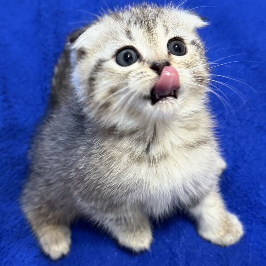 Шотландский вислоухий короткошёрстный котёнок