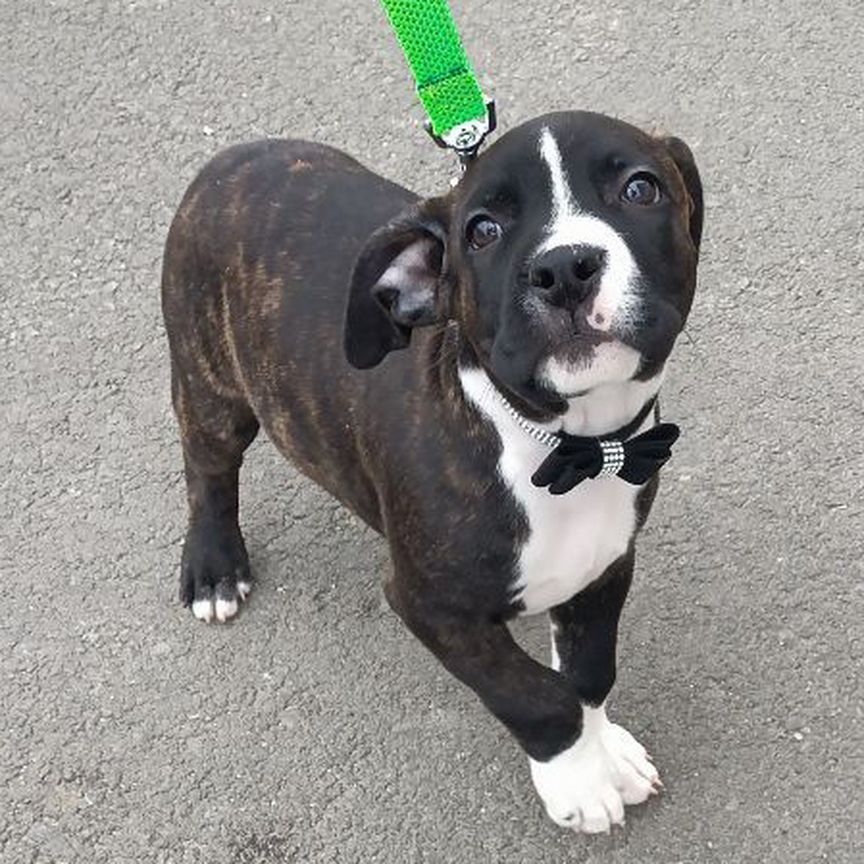 Американский стаффордширский терьер, щенок