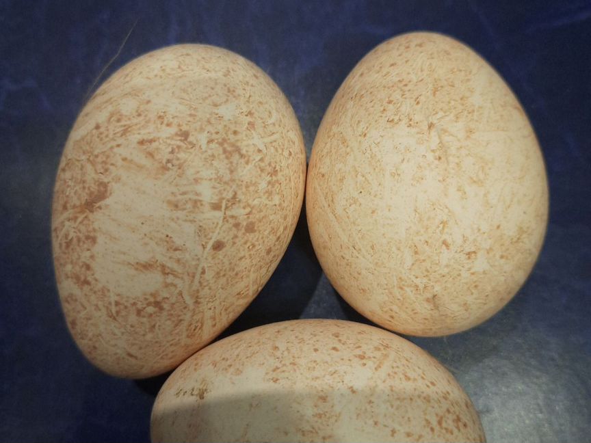 Инкубационное яйцо индейки породы Красный Бурбон