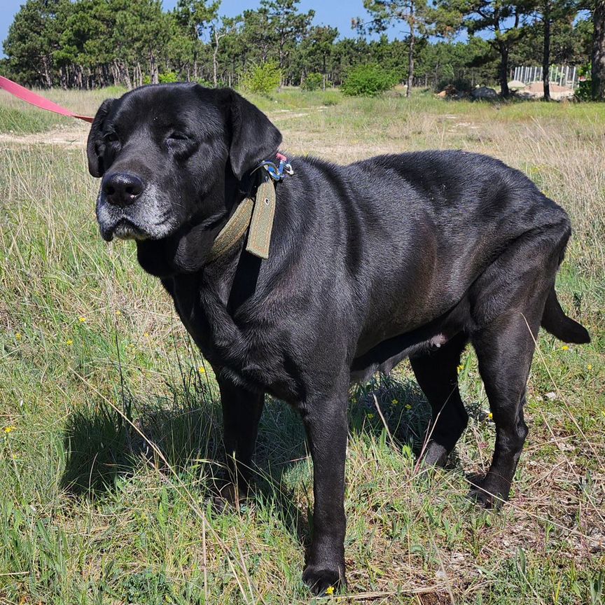 Лабрадор Фреда в добрые руки