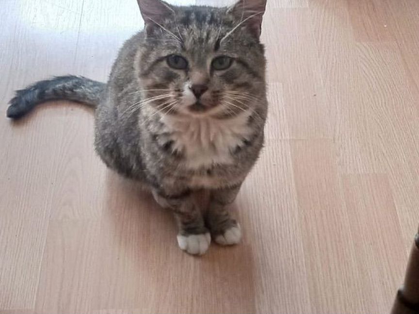 Грустный кот