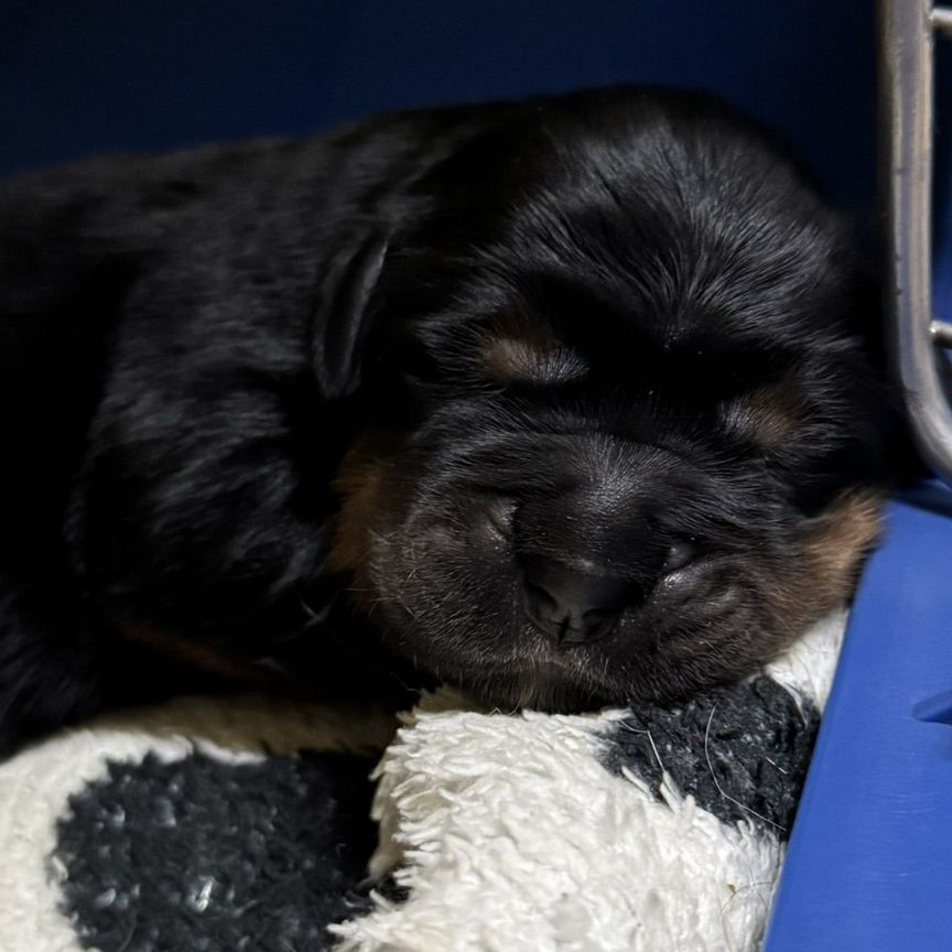 Тибетский мастиф, щенок