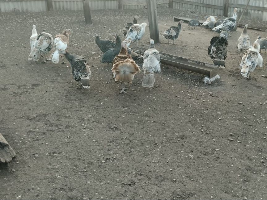 Индюки домашние