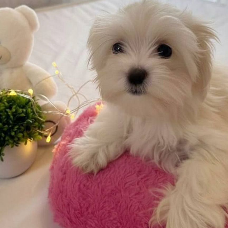 Мальтийская болонка, щенок