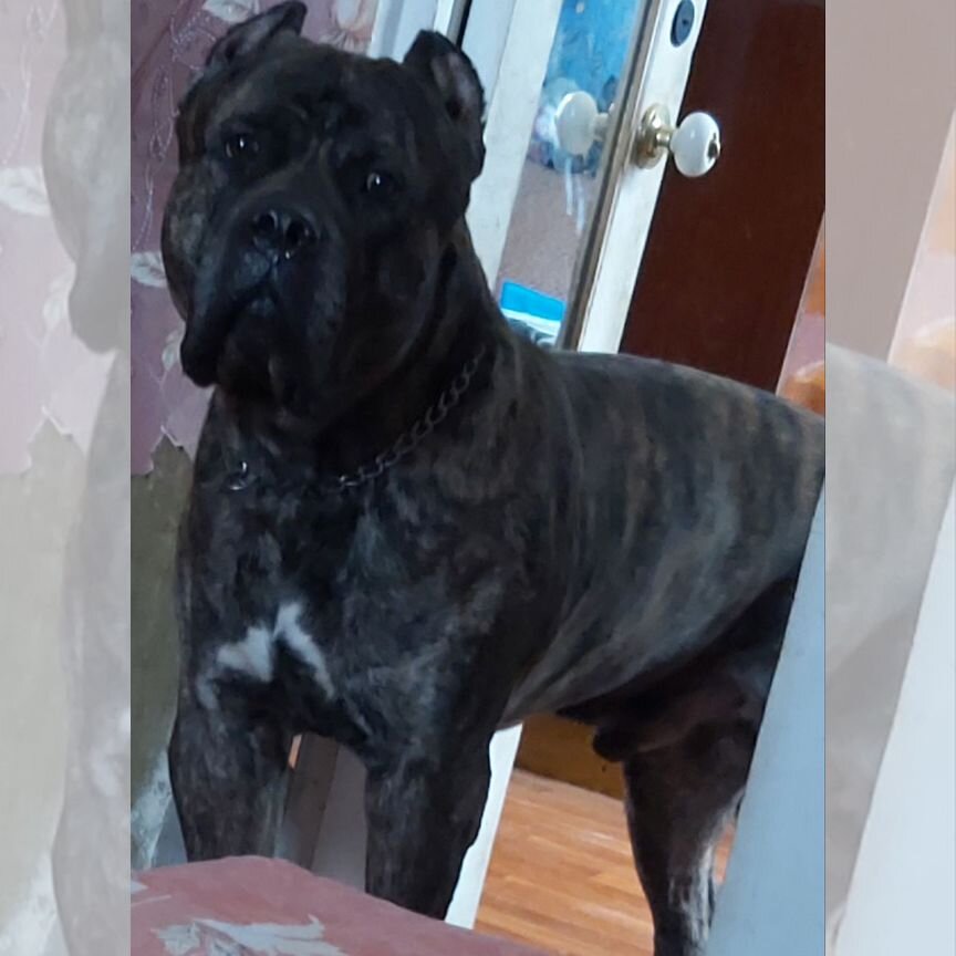 Канарский дог, взрослый пёс