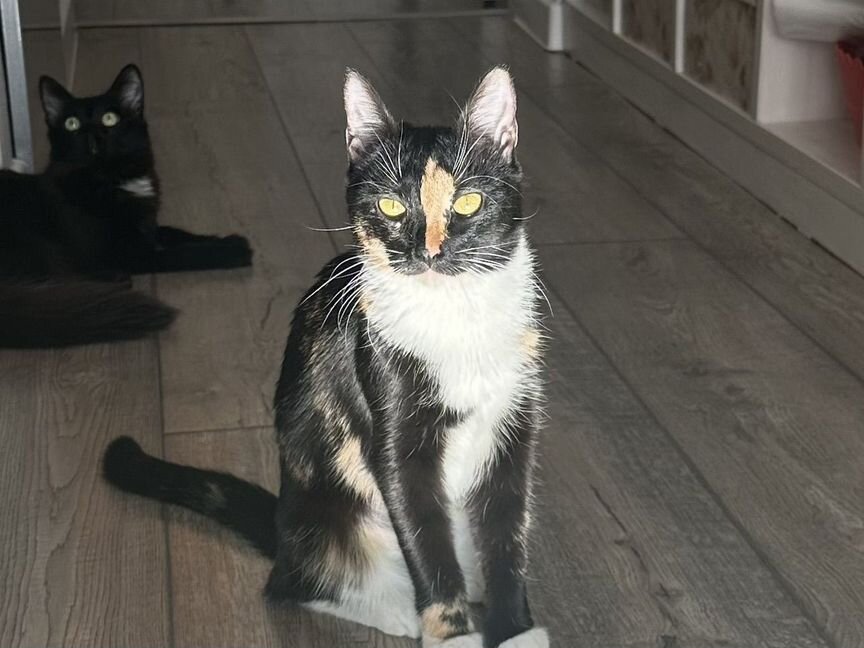 Зефирка 6 месяцев стерилизована