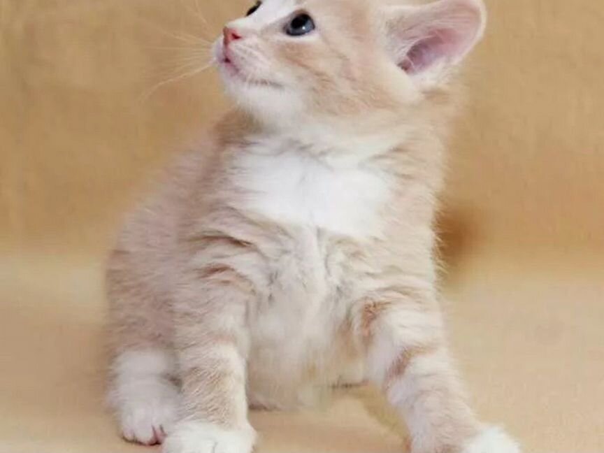 Кошки