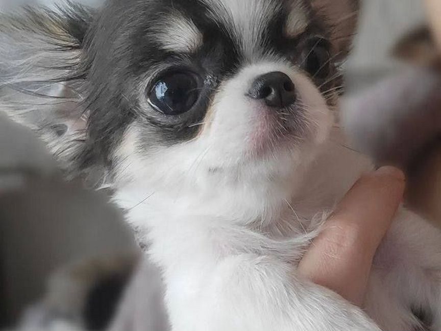 Чихуахуа щеночек девочка