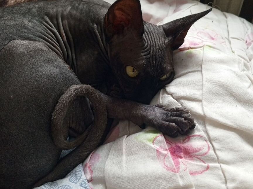 Донской сфинкс черный