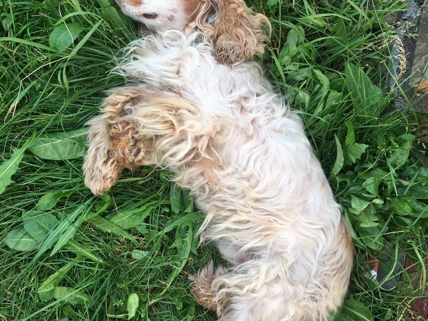 Собака английский коккер-спаниель в хорошие руки