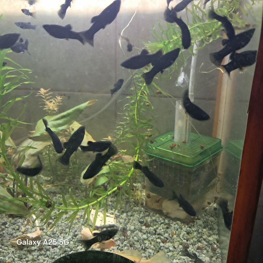 Моллинезия черная