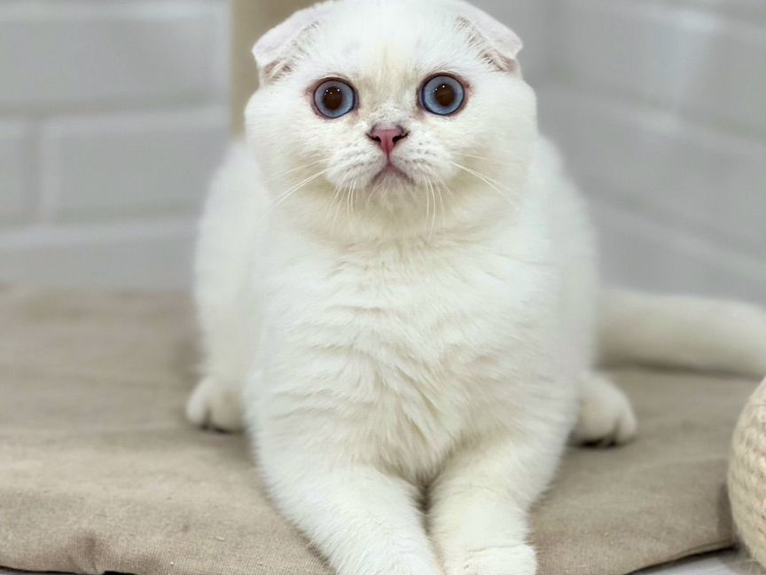 Котята золото, серебро, колор поинт