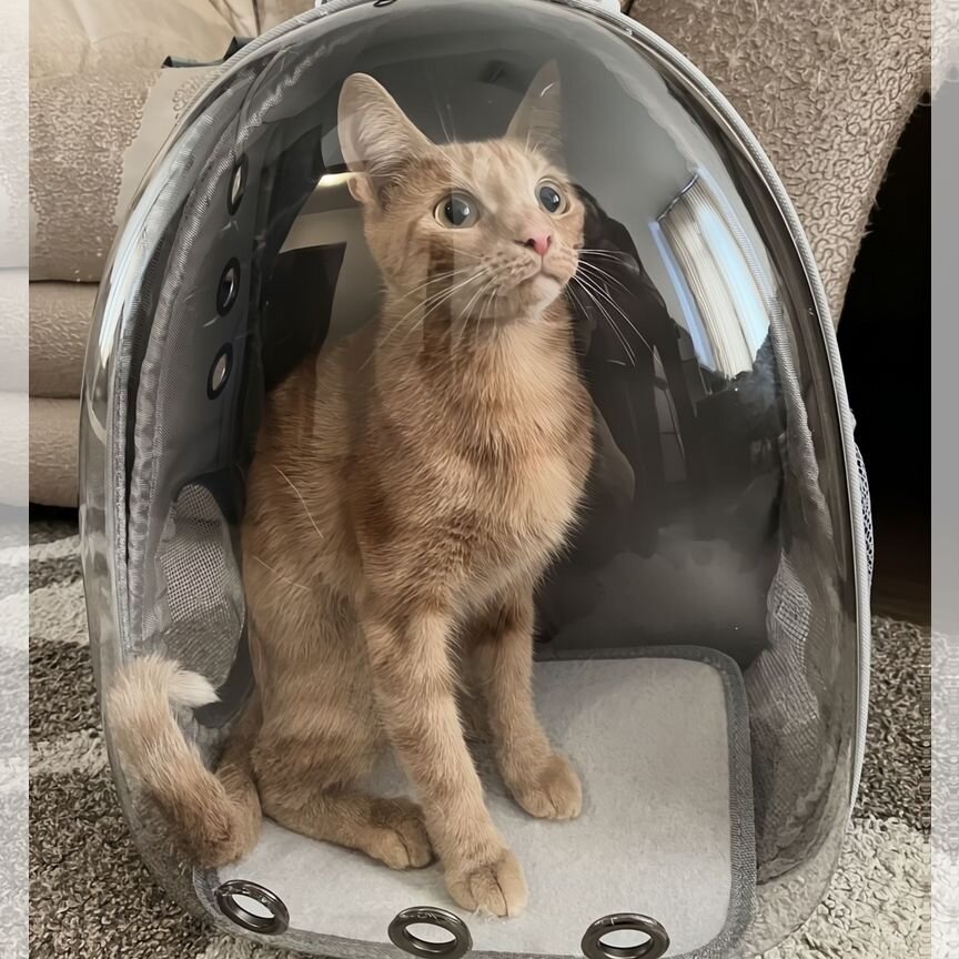 Рюкзак переноска для животных