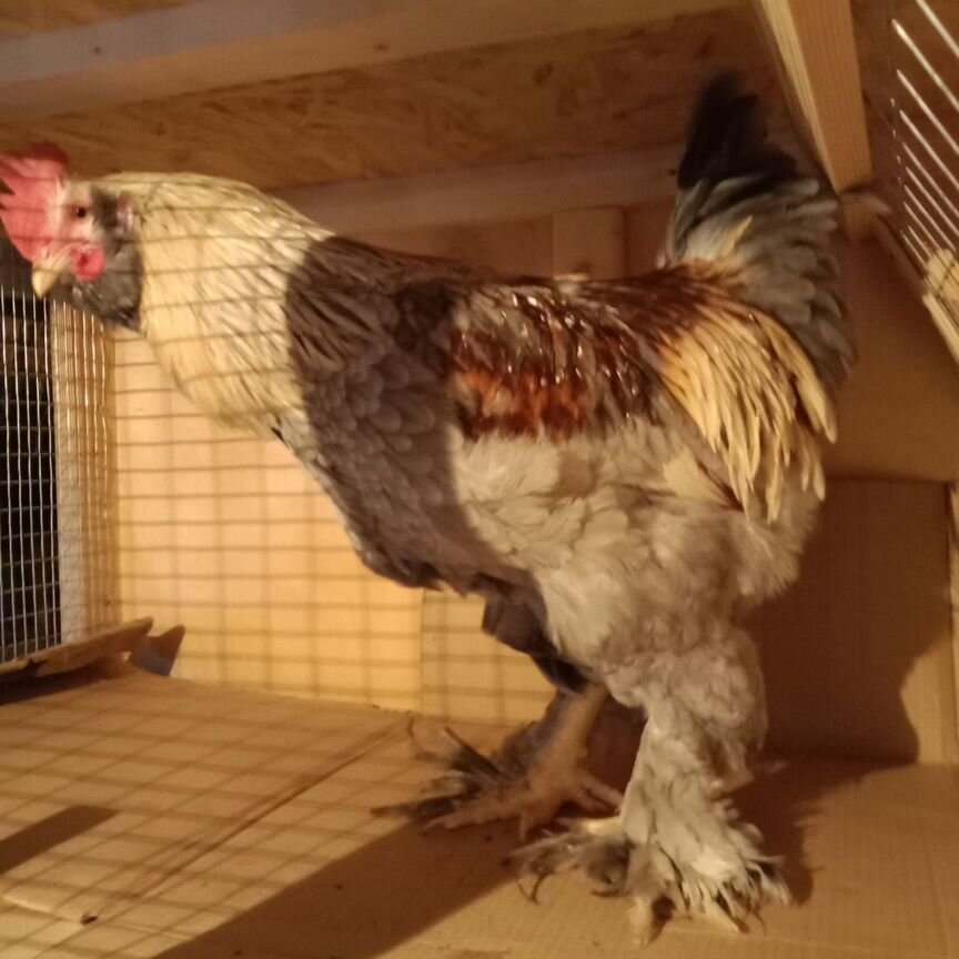 Молодые петухи