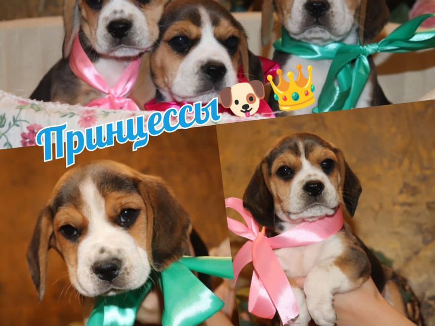Щенки бигль