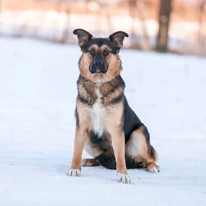 Собака в добрые руки