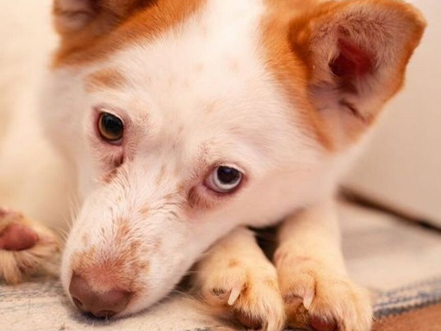 Маленькая собака для души