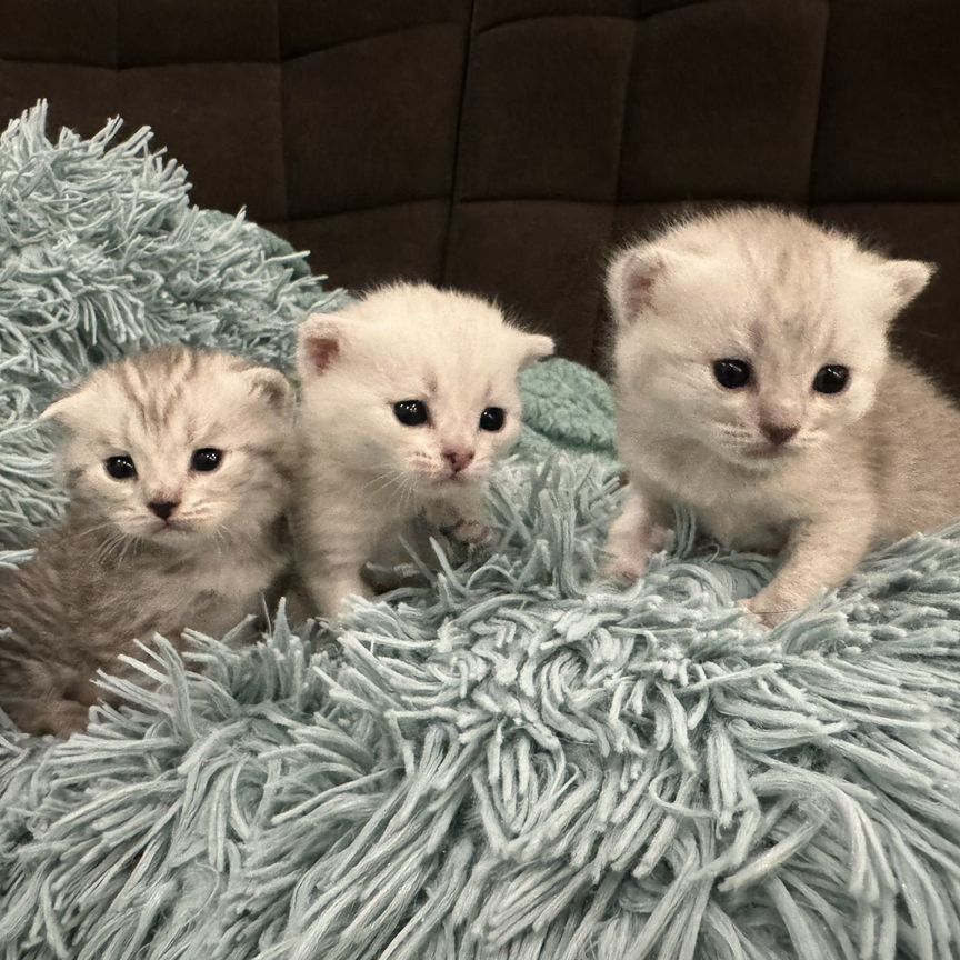 Котята серебристой шиншиллы