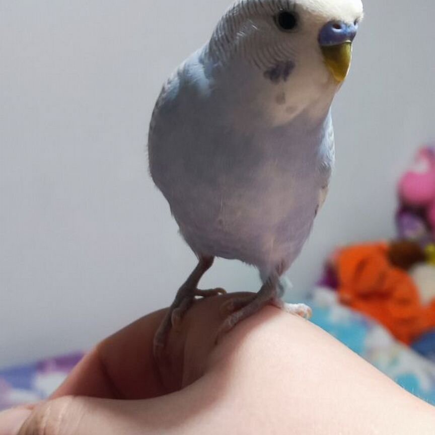 Волнистый попугай ручной
