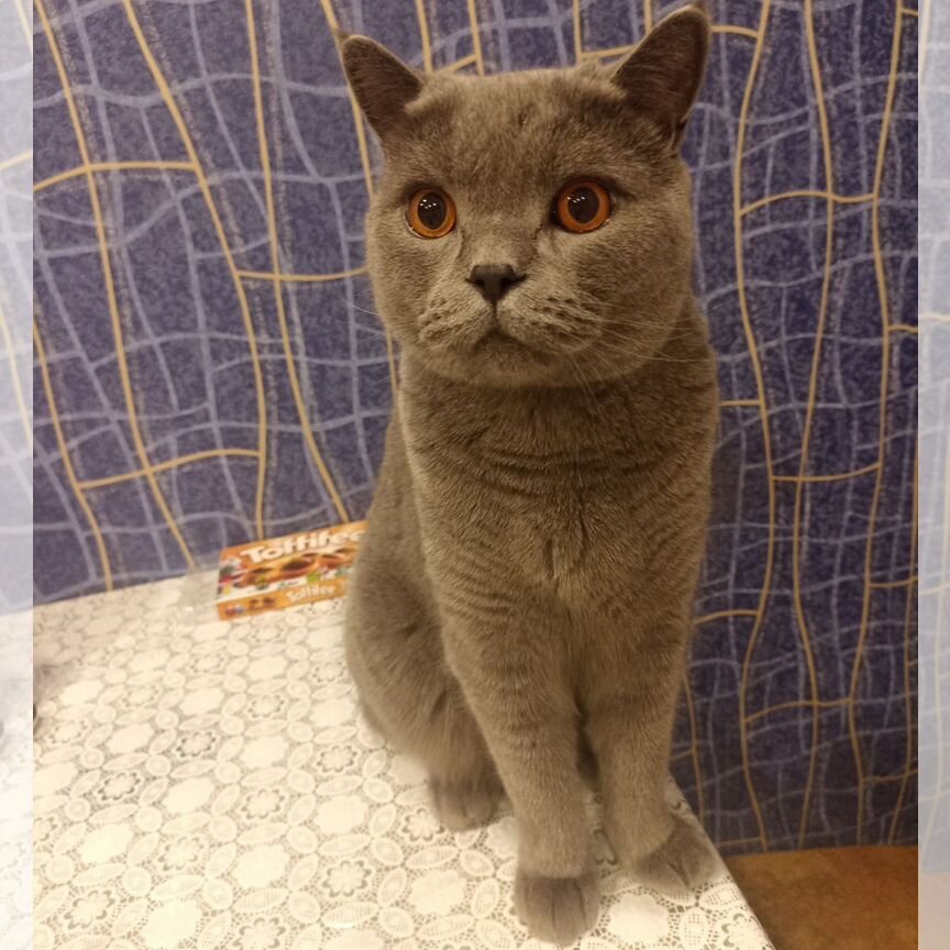 Отдам кота в добрые руки