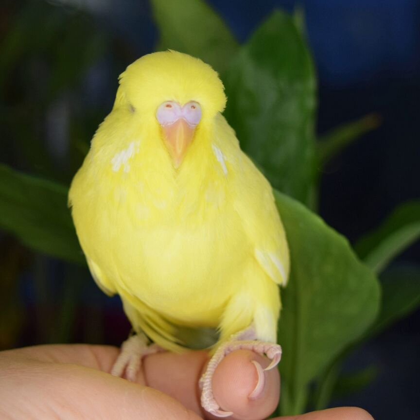 Красивые птенцы самки выставочных волнистых попуга