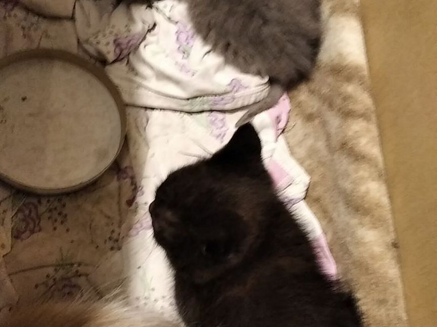 Котёнка в добрые руки 3.5 месяца
