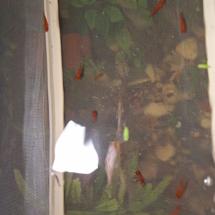 Мальки меченосца