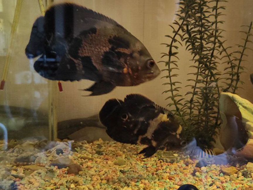 Астранотус