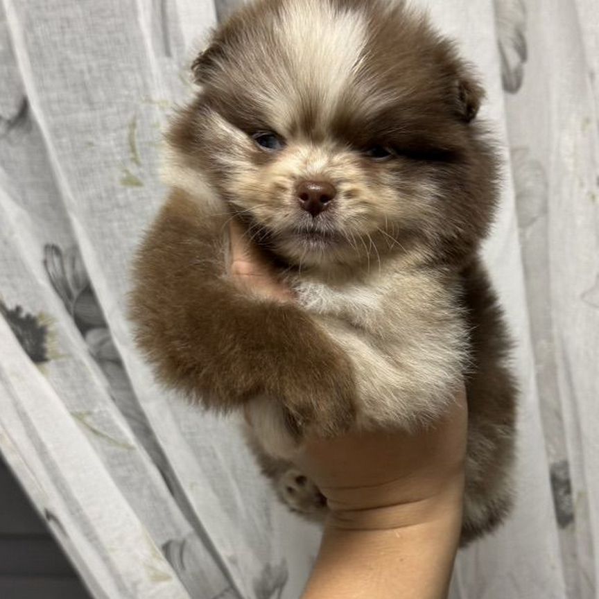 Померанский шпиц, щенок