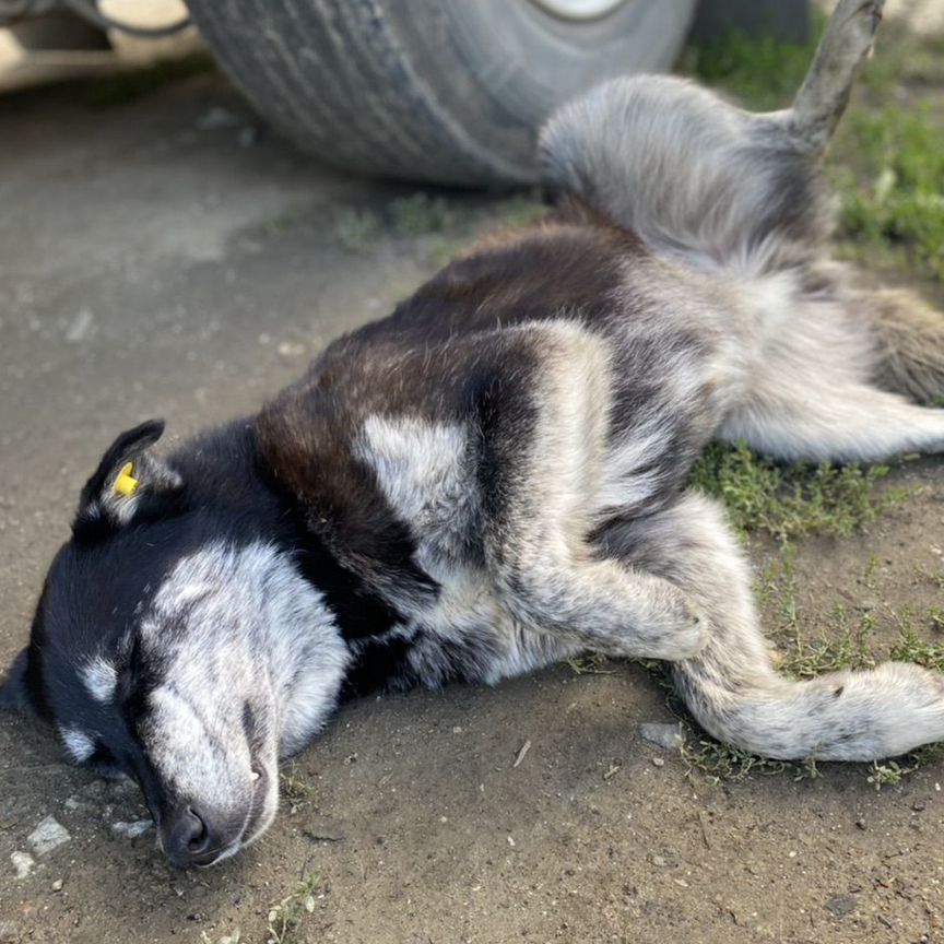 Доброй собаке нужен дом или передержка