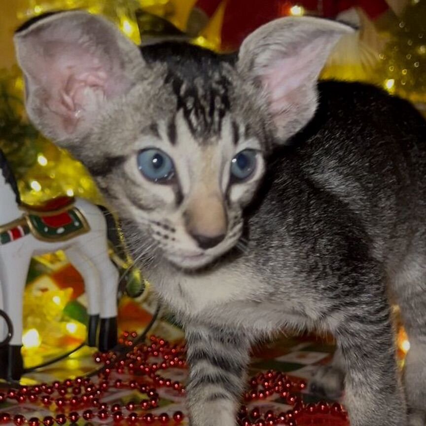 Ориентальный котёнок