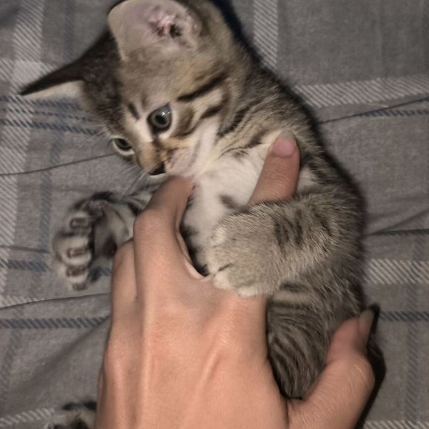Котёнок