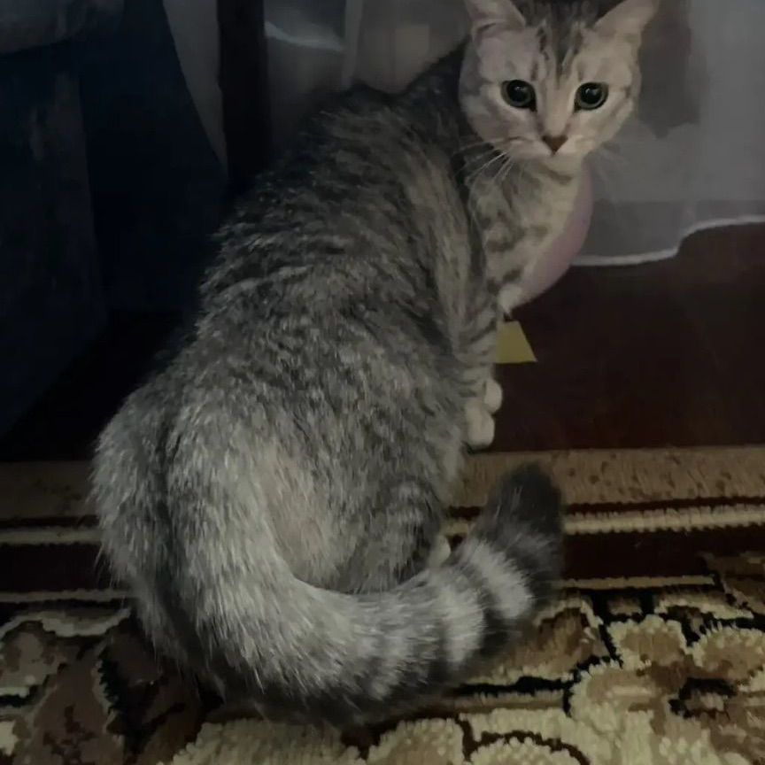 Британская короткошёрстная, взрослая кошка