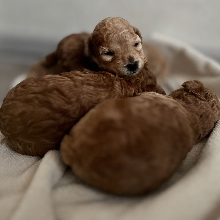 Карликовый пудель, щенок