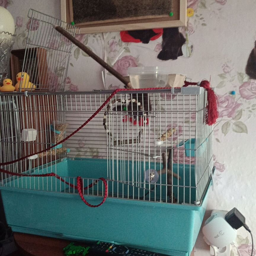 Волнистый попугай