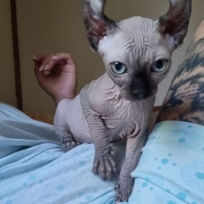 Канадский сфинкс эльф