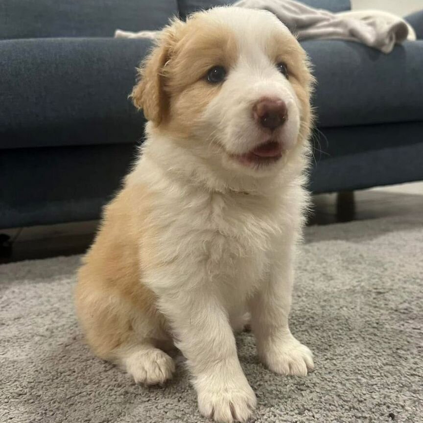 Бордер-колли, щенок